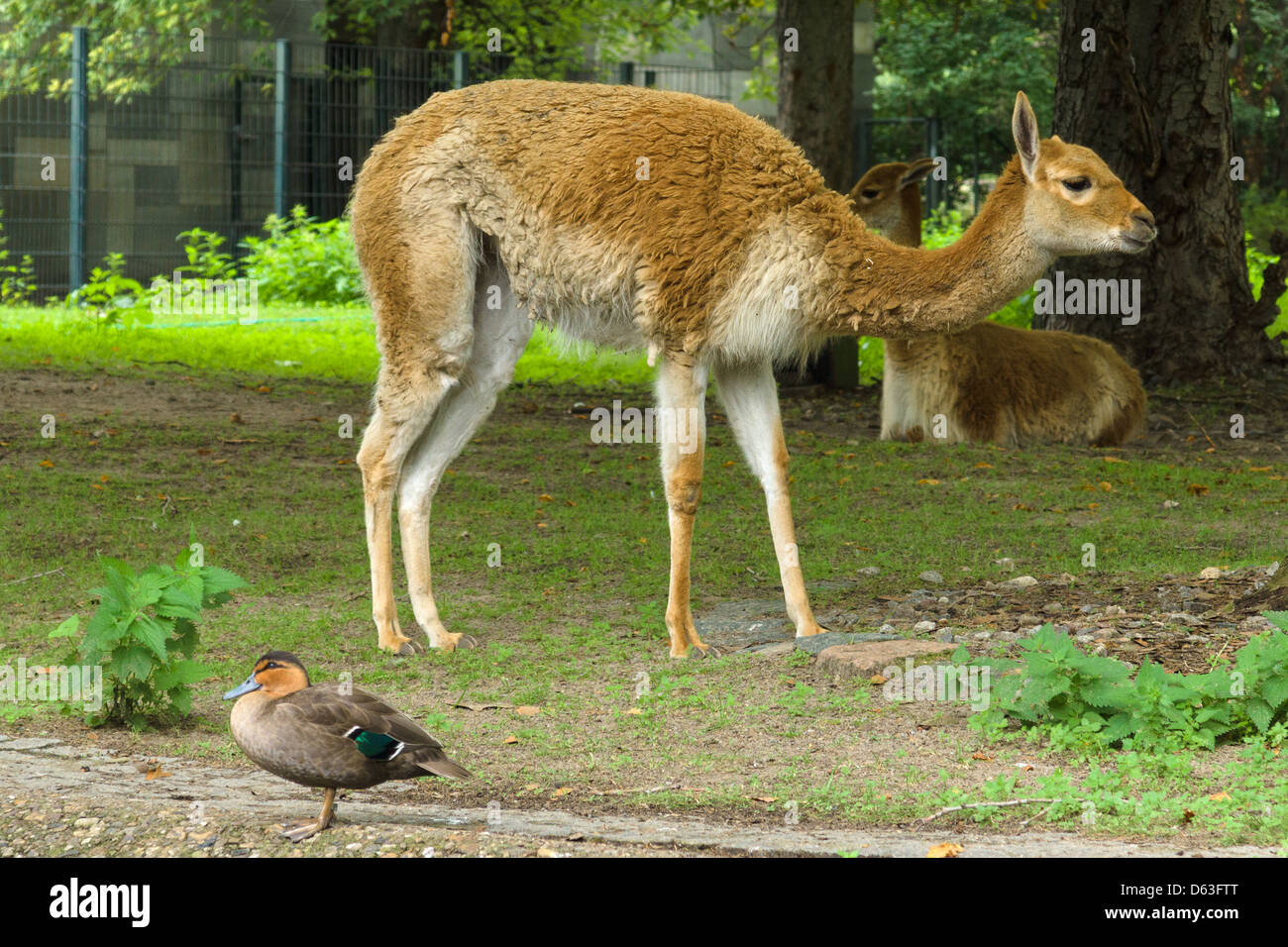 Guanaco at the zoo Stock Photo - Alamy