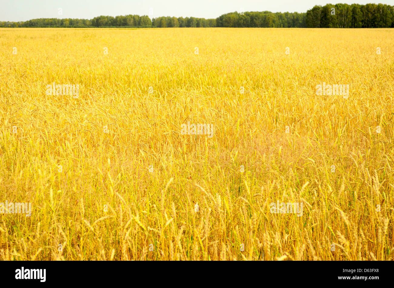 Wheat horizontal hi-res stock photography and images - Alamy