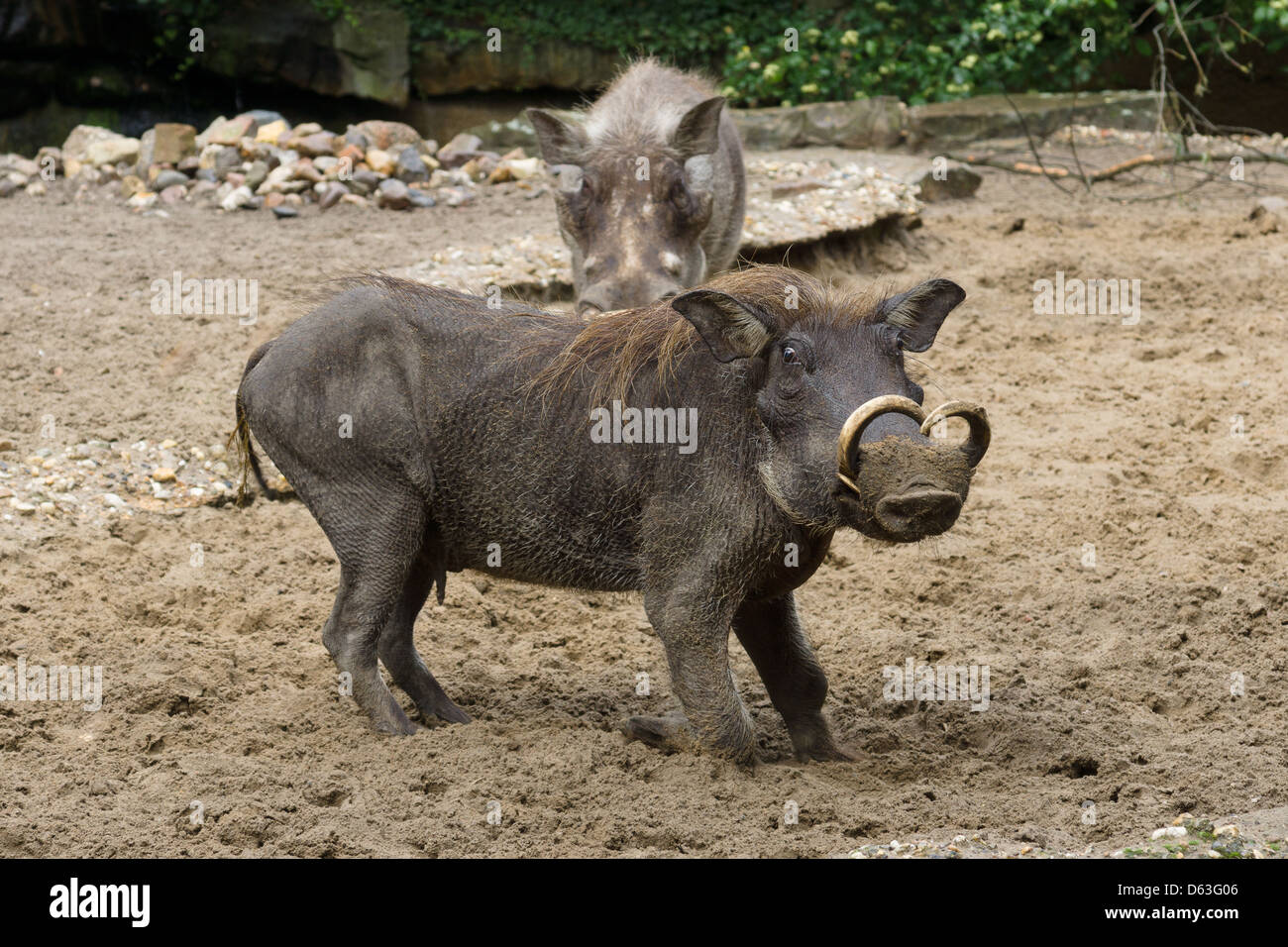Common wart hog hi-res stock photography and images - Alamy