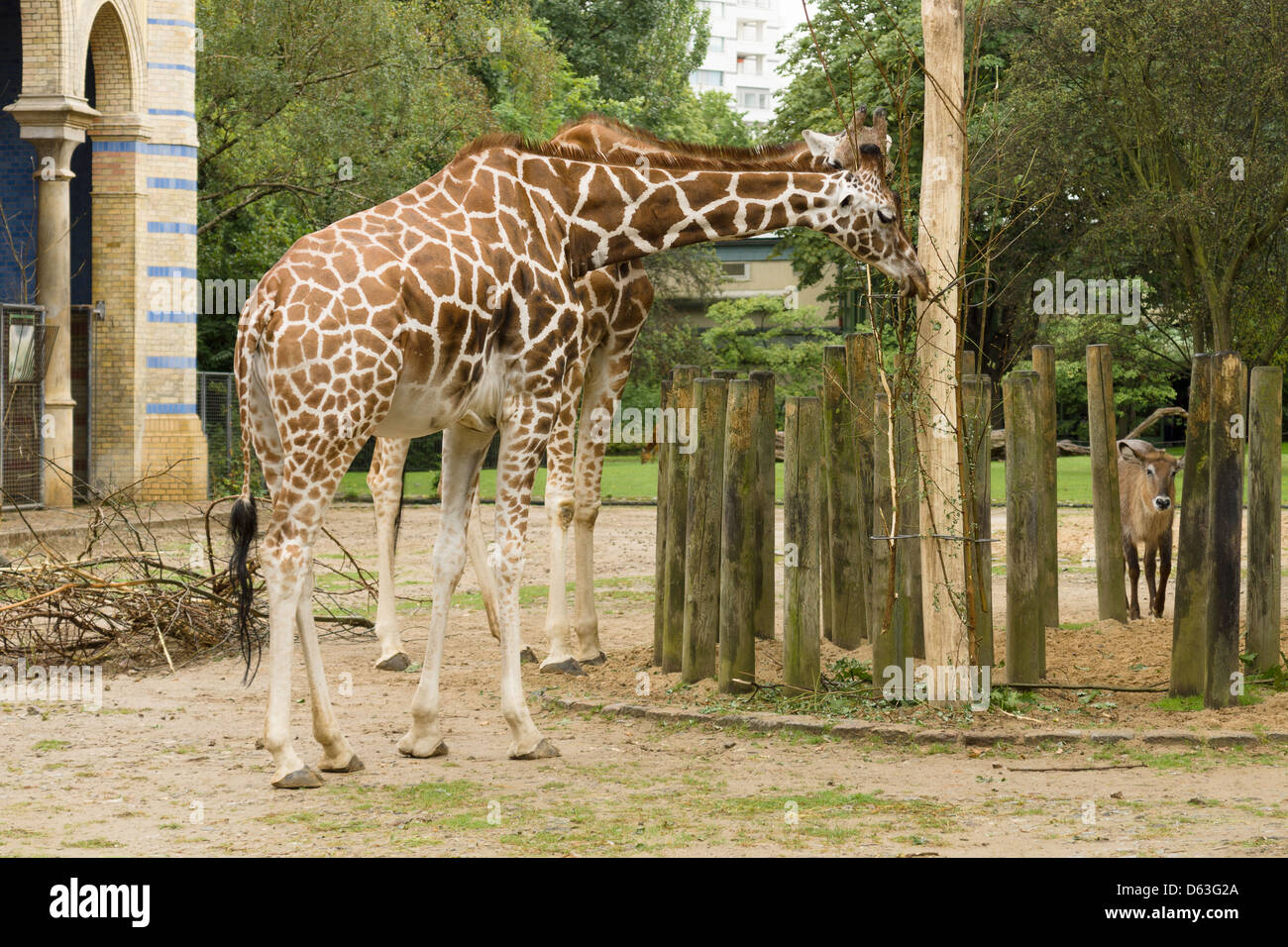 Giraffe at the Zoo Stock Photo - Alamy