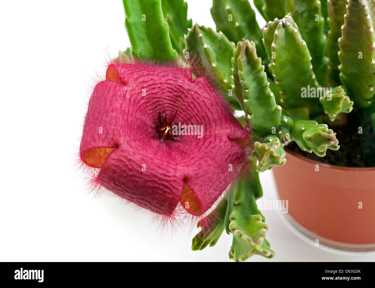 Stapelia hi-res stock photography and images - Alamy