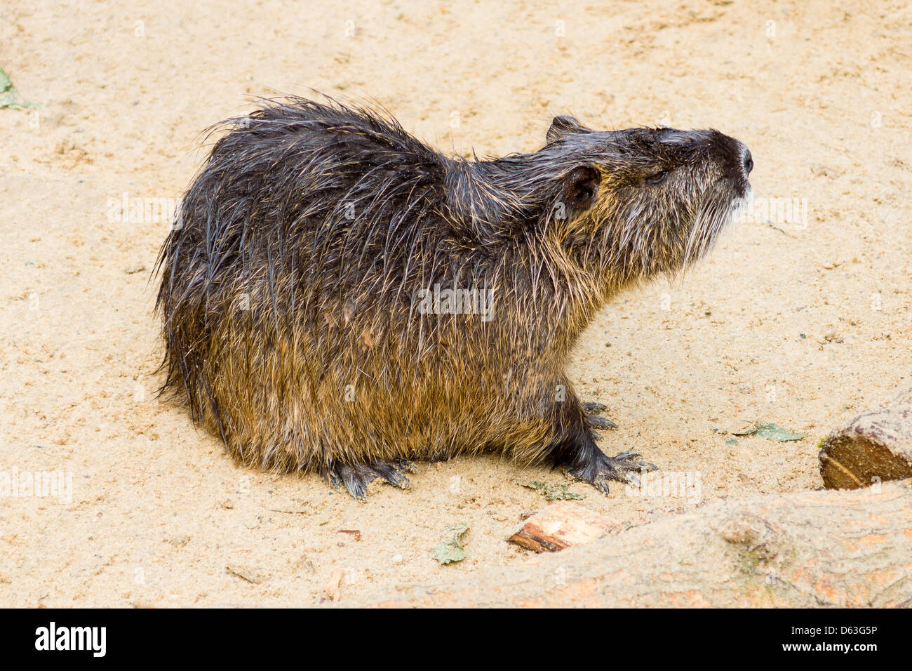 Coypu (Myocastor coypus Stock Photo - Alamy