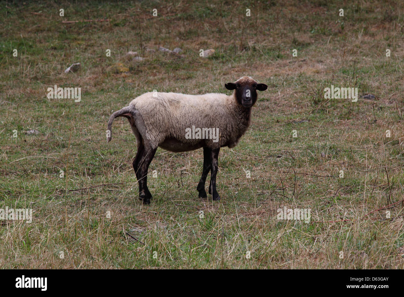 Sheep lamb farm hi-res stock photography and images - Alamy
