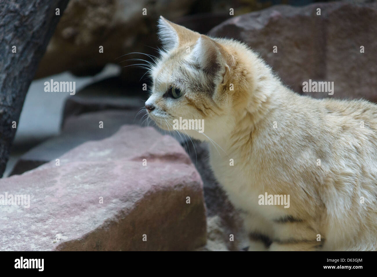 The sand cat (Felis margarita Stock Photo - Alamy