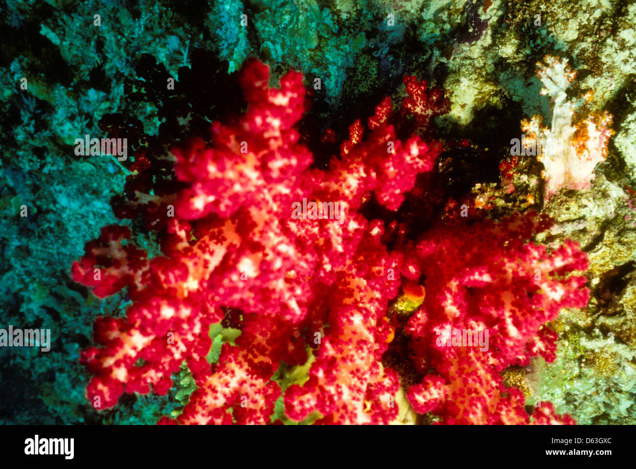 Red Soft Tree Coral,Dendronephthya hemprichi,Sipadan May 1992 ...