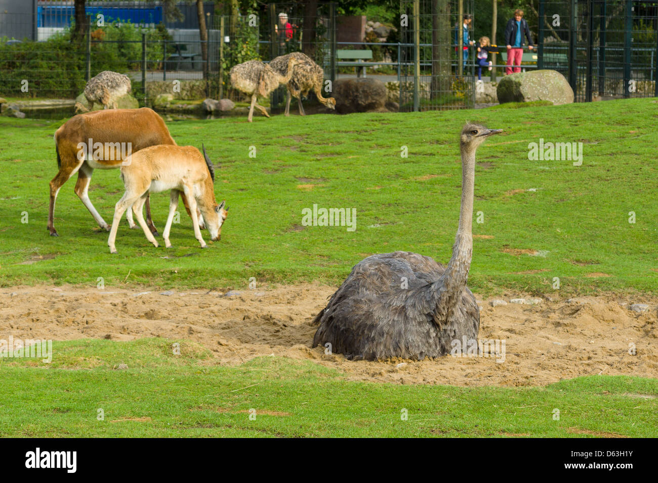 Various animals and birds nature hi-res stock photography and images ...