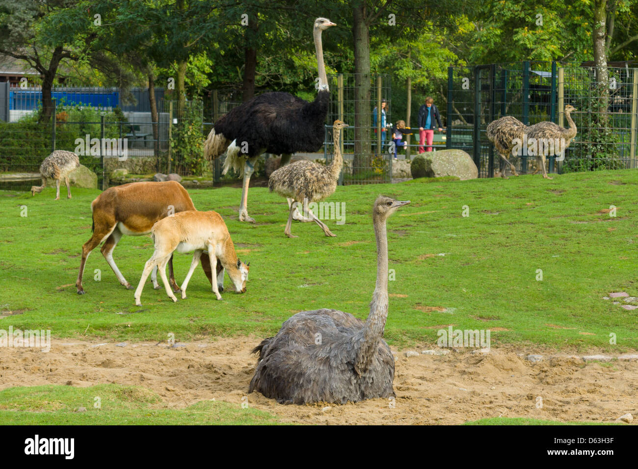 Various animals in a zoo Stock Photo - Alamy