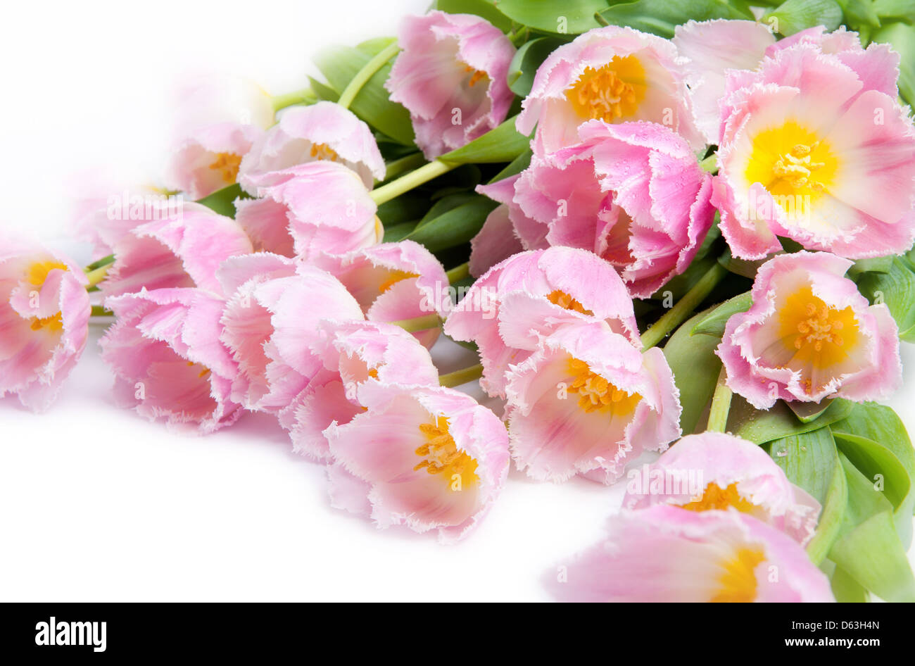 Tulipa crispa hamilton hi-res stock photography and images - Alamy