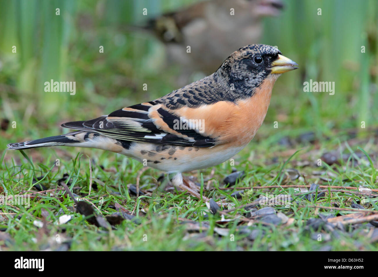 Migratory brambling hi-res stock photography and images - Alamy