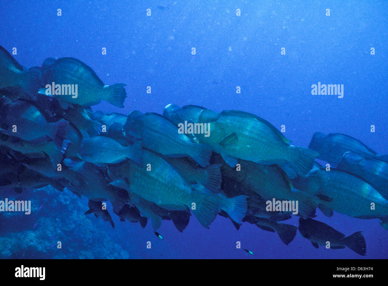 Bumphead parrot fish,Bolbometopon muricatum,Sipadan Nov 1990 Underwater ...