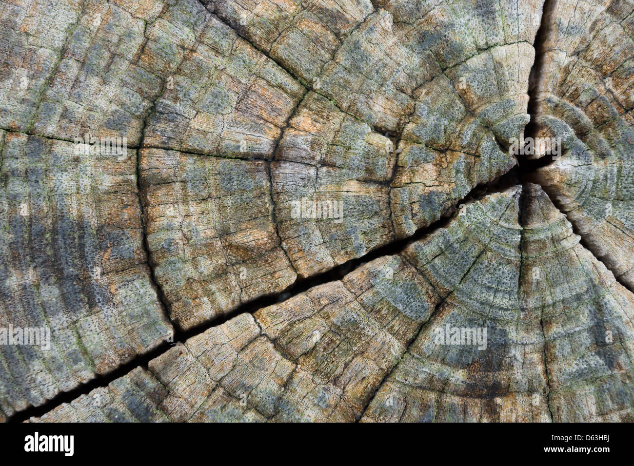 Old tree stump Stock Photo - Alamy