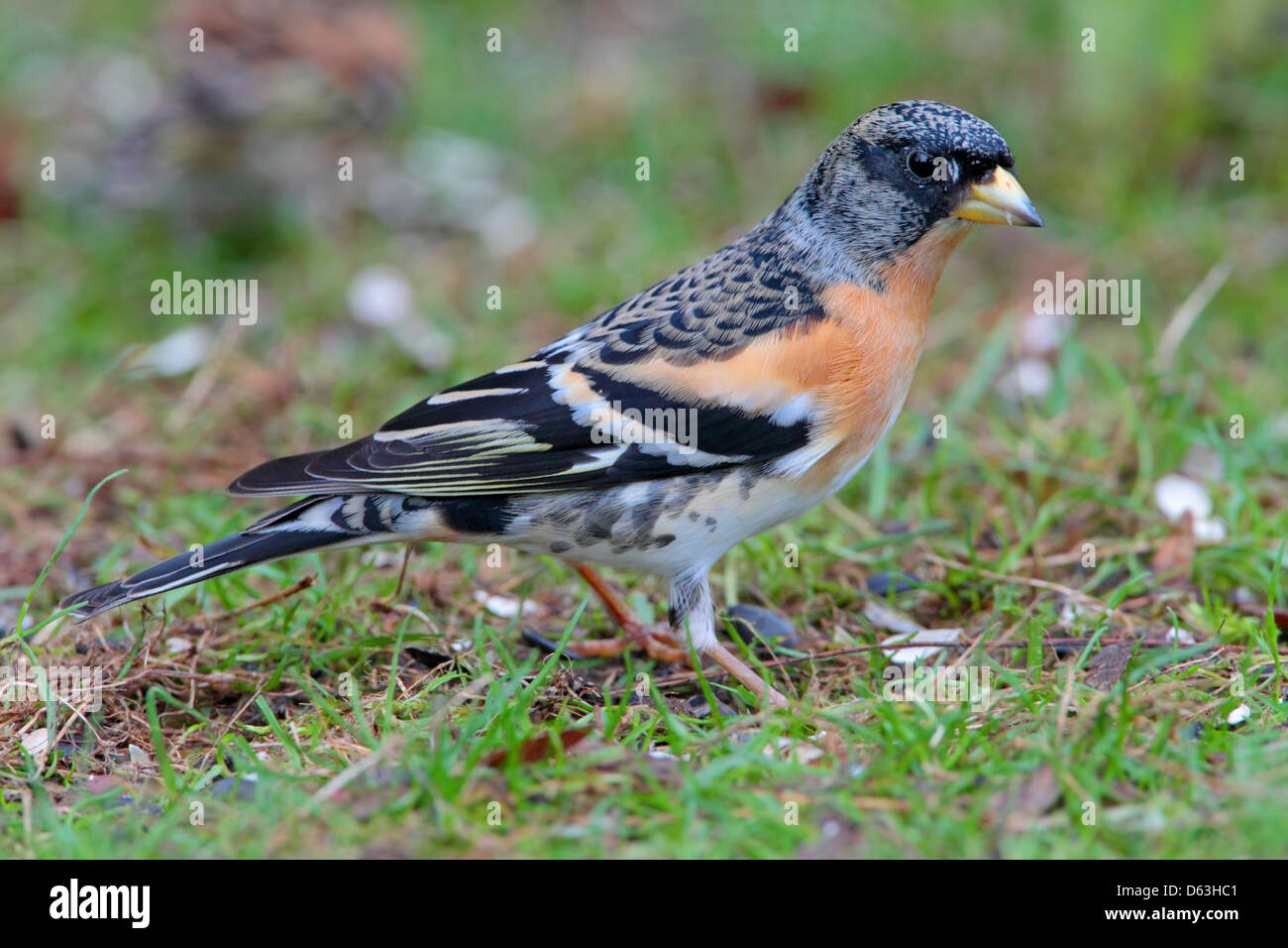 Brambling winter plumage hi-res stock photography and images - Alamy