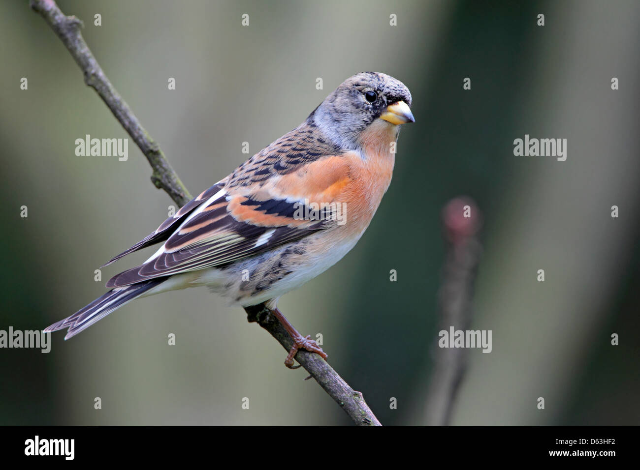 Brambling winter plumage hi-res stock photography and images - Alamy