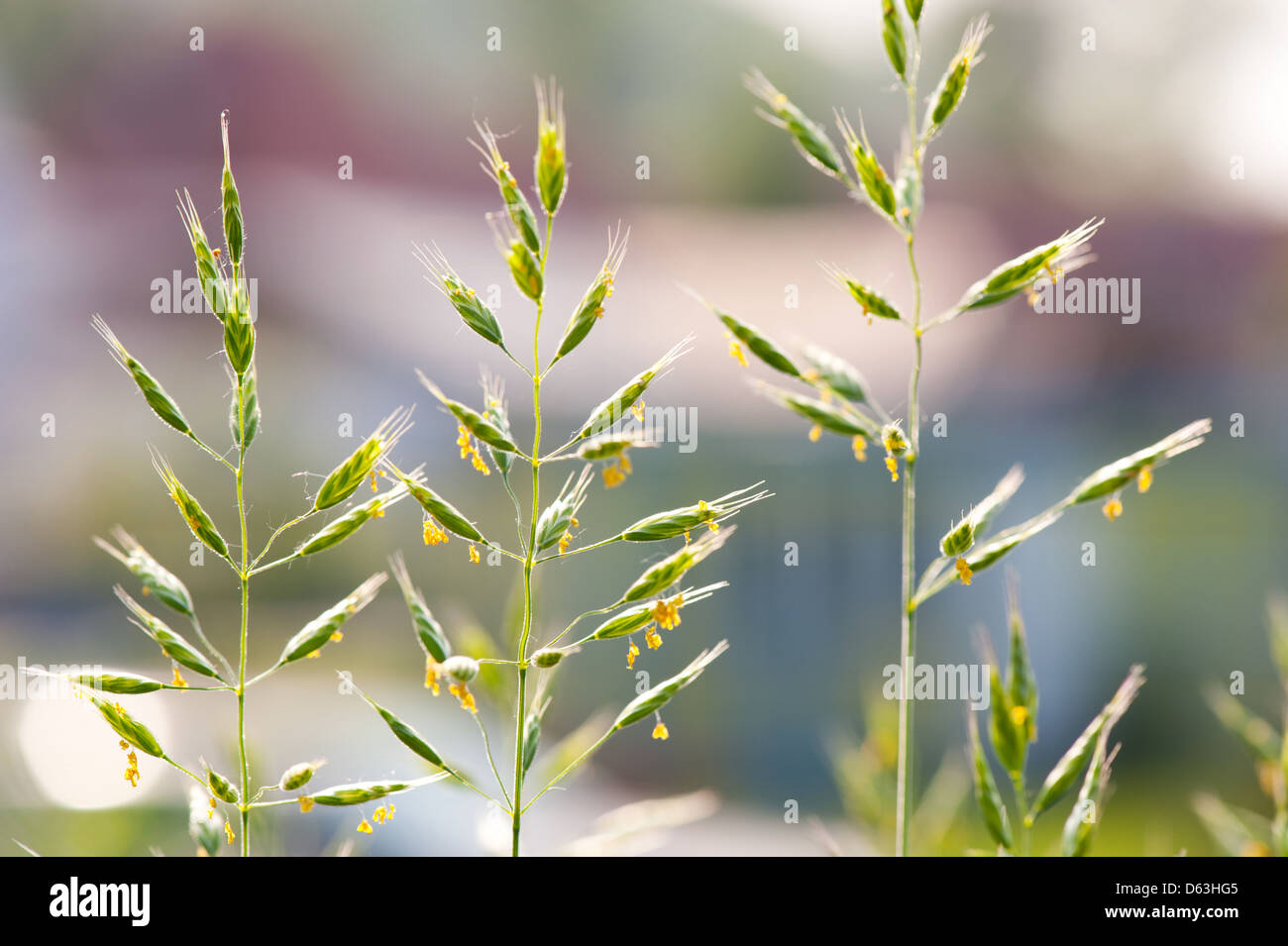 Green ripe grass inflorescence with pollen Stock Photo - Alamy