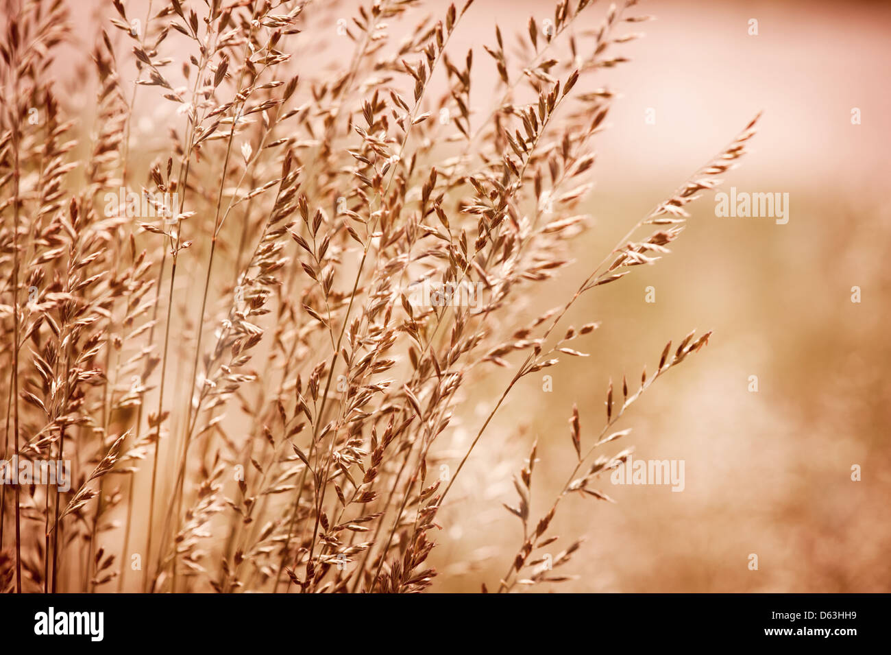 Bunch of sepia toned grass inflorescence Stock Photo - Alamy