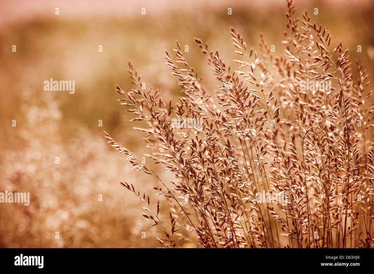 Clump of grass inflorescence with pollen Stock Photo - Alamy