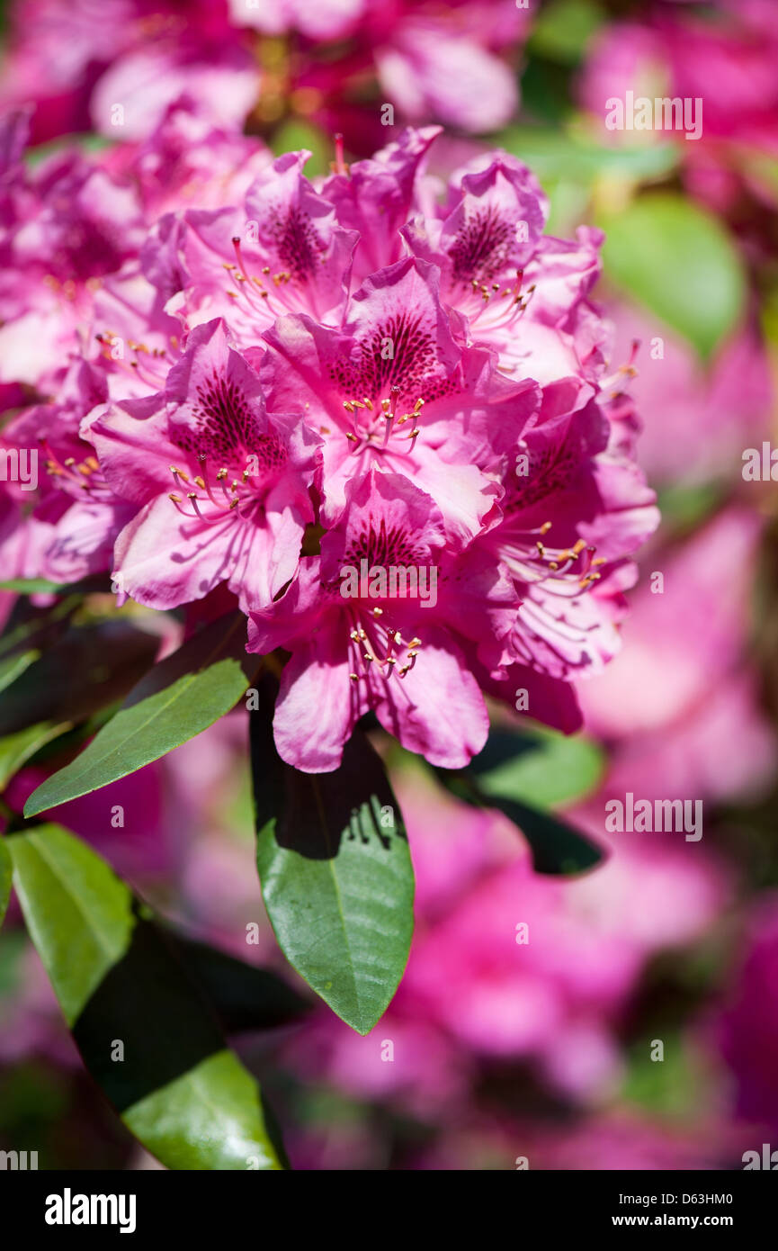 Pink azaleas blossoms hi-res stock photography and images - Alamy