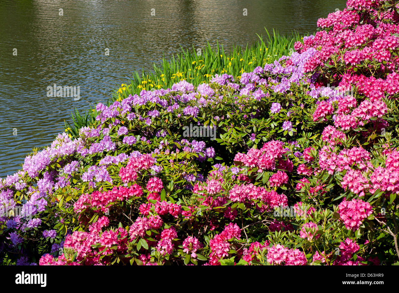 Azalea park hi-res stock photography and images - Alamy