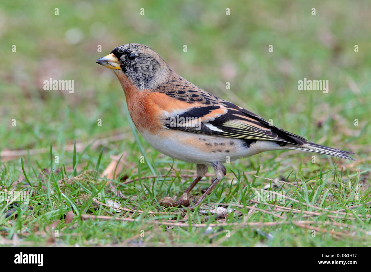 Male Brambling Fringilla montifringilla in winter/non-breeding plumage ...