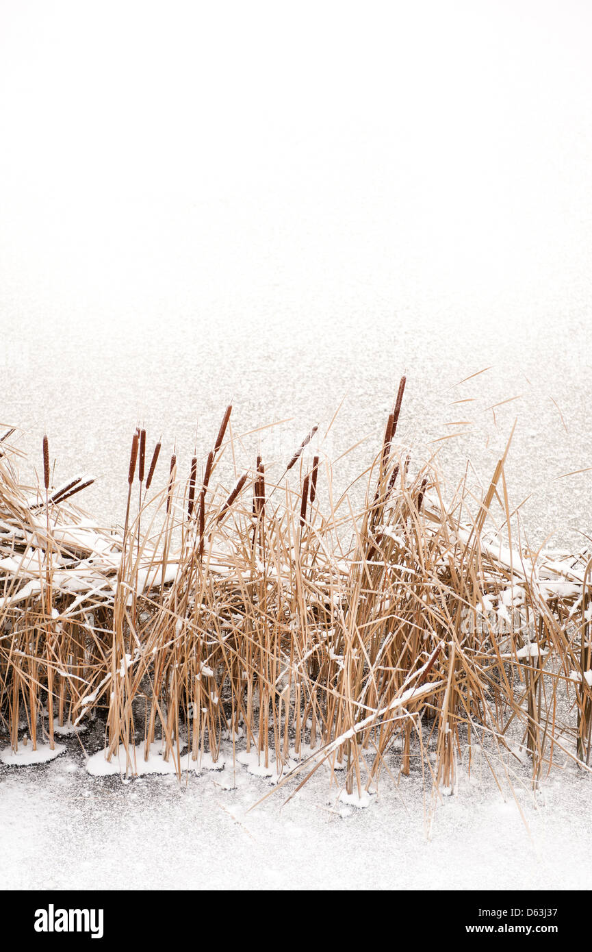 Dried water reed hi-res stock photography and images - Alamy