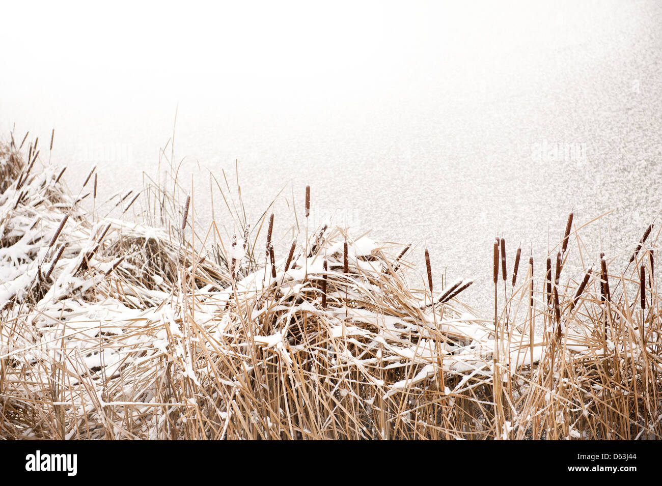 Snow on coastal Typha reeds in park Stock Photo - Alamy