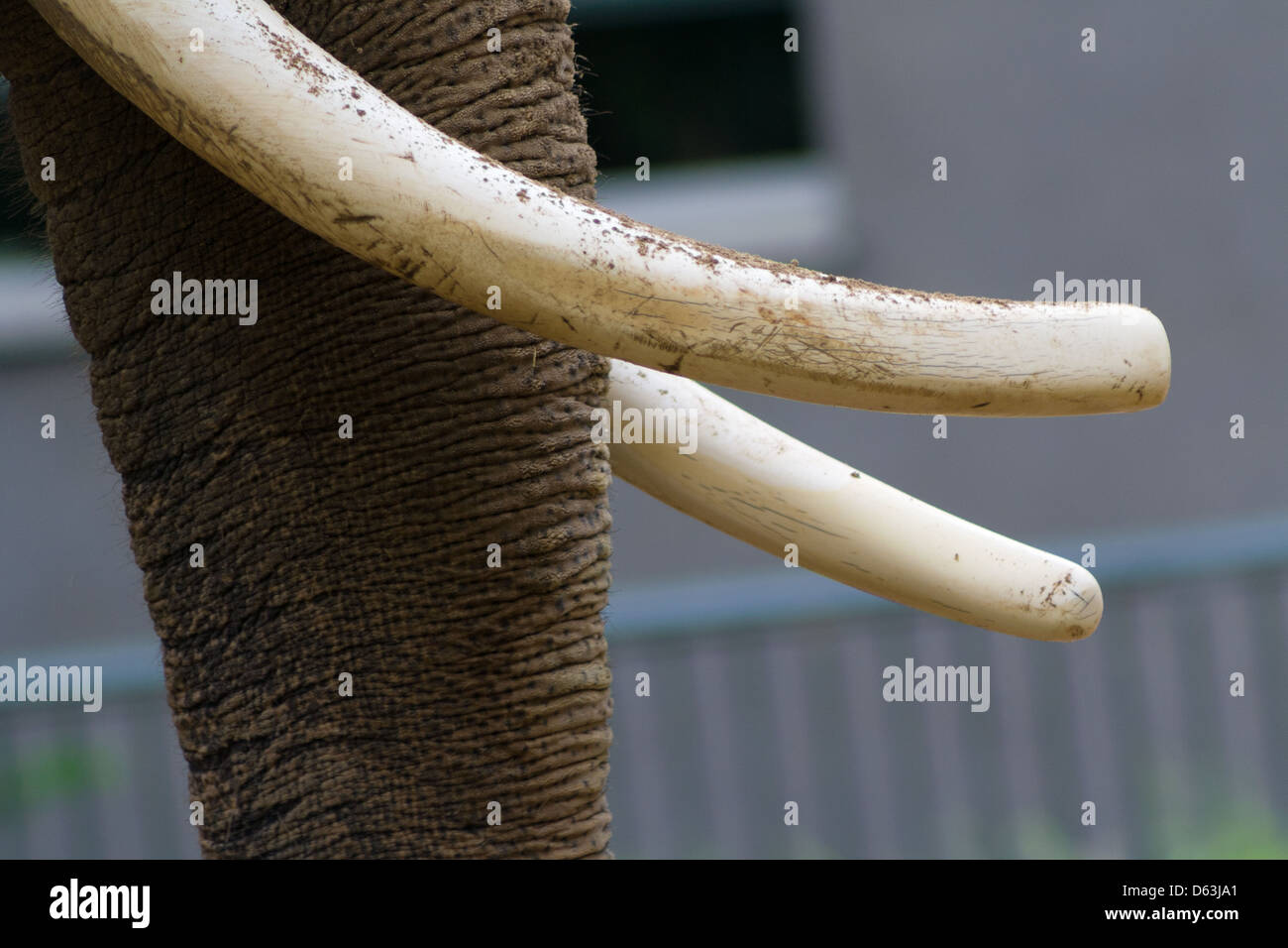 Elephant Skin, Tusks and trunk Stock Photo - Alamy