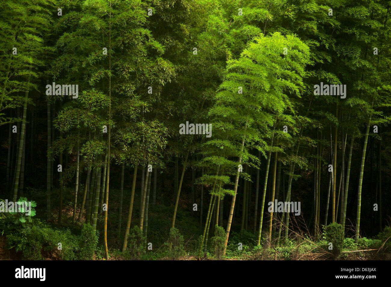 Anji bamboo forest hi-res stock photography and images - Alamy