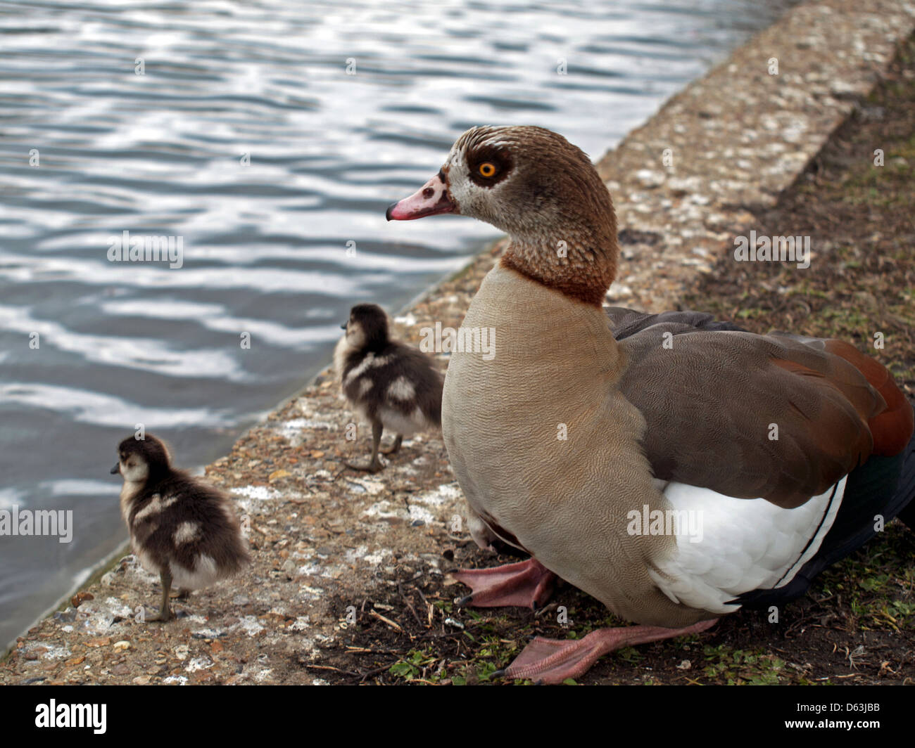 Adult female duck with ducklings in Regent's Park showing lake, London ...