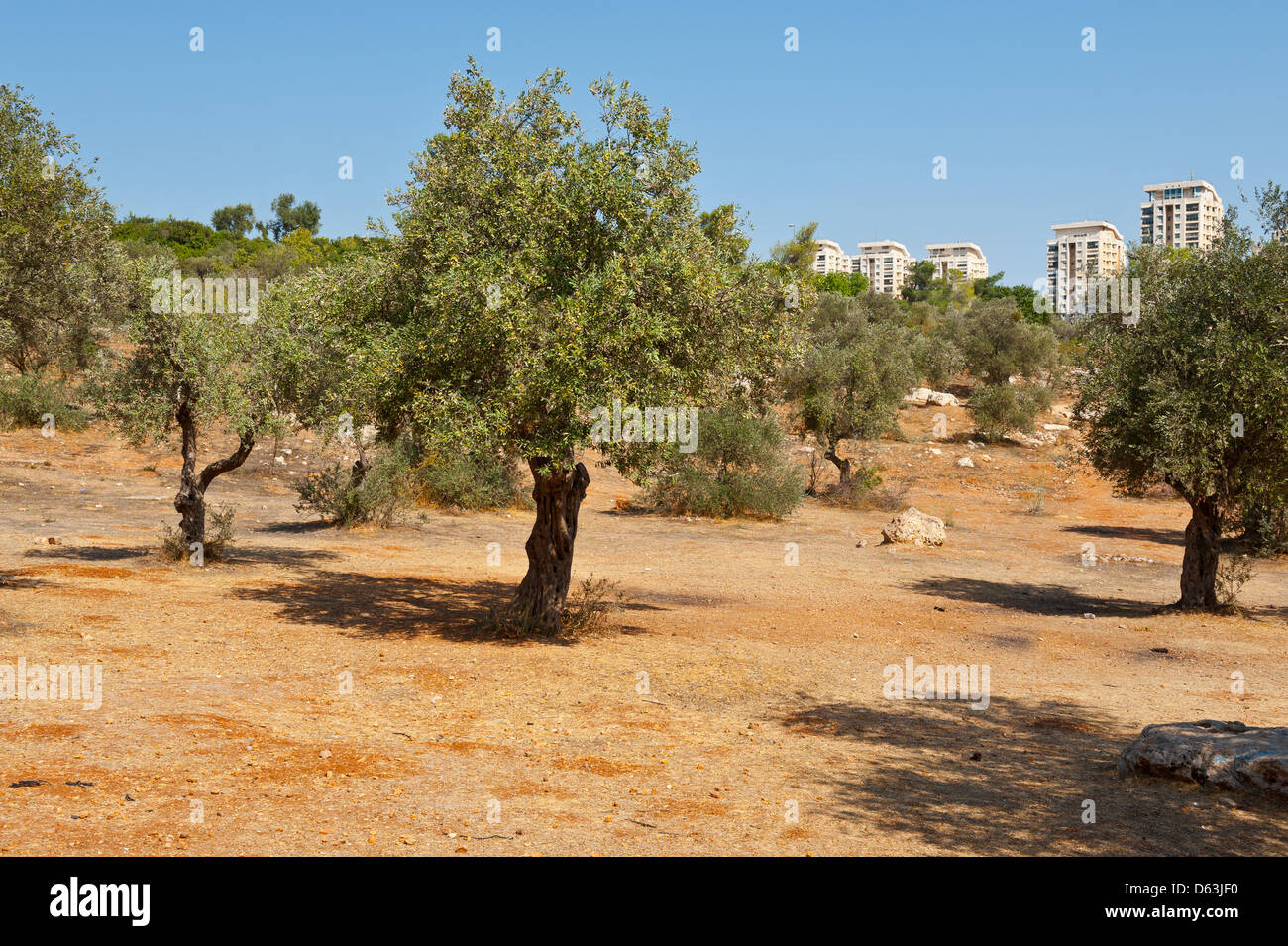 Olive tree israel valley hi-res stock photography and images - Alamy