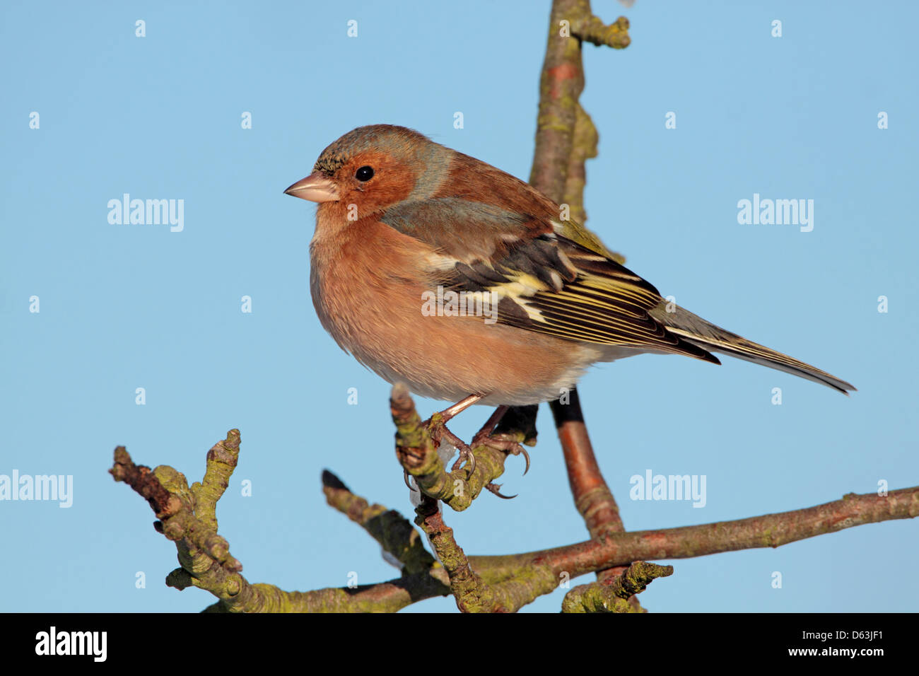 British chaffinch hi-res stock photography and images - Alamy