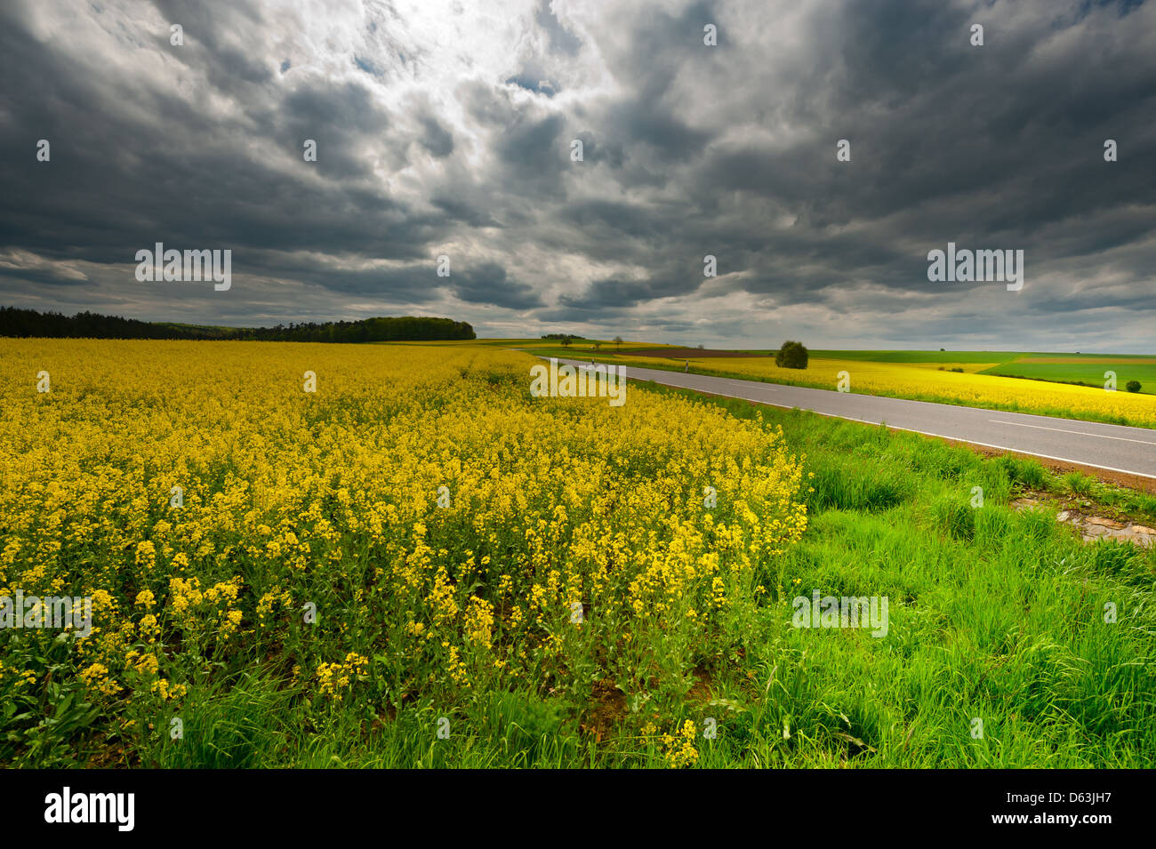 Alfalfa field sun hi-res stock photography and images - Alamy
