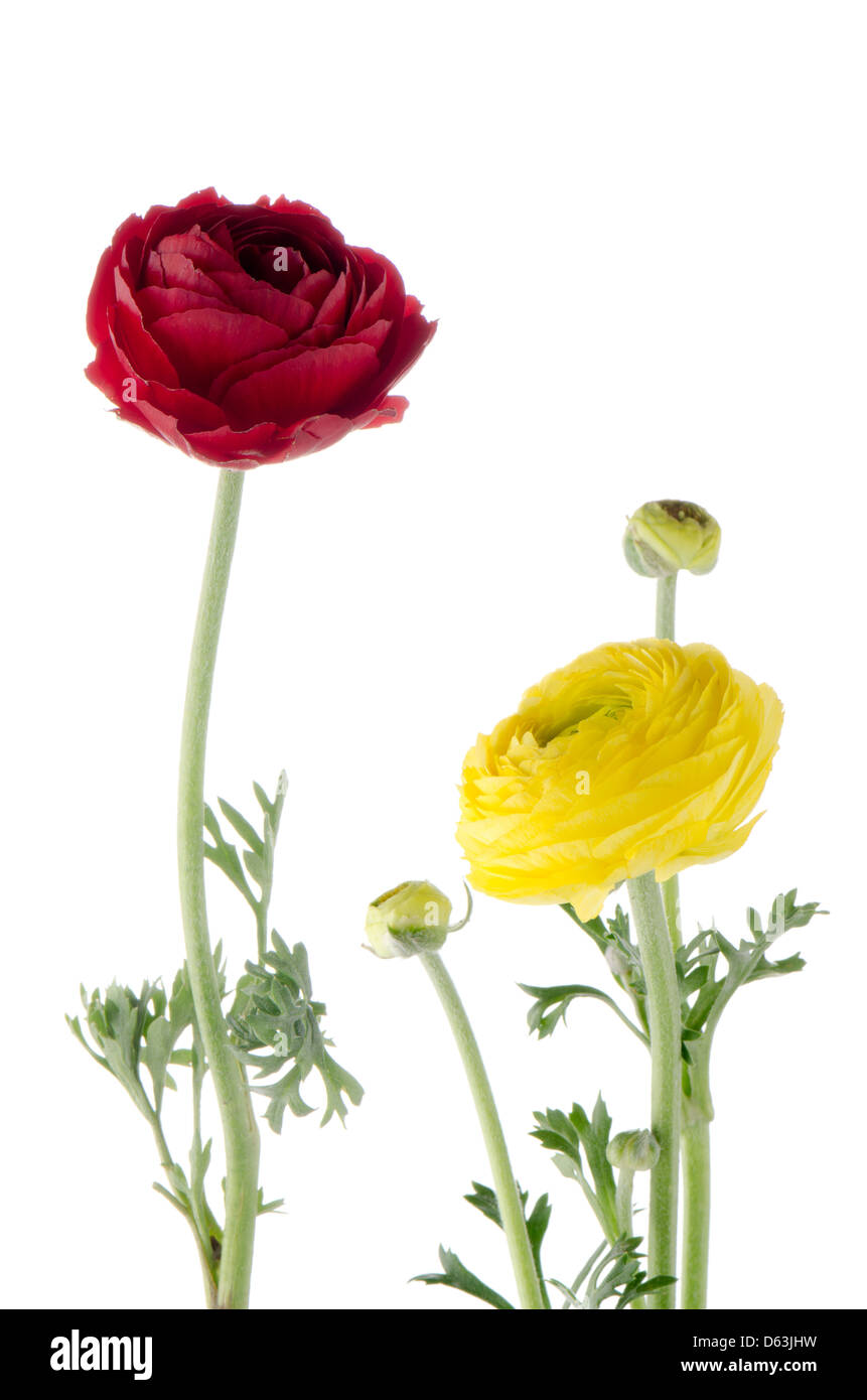 Beautiful red and yellow eustoma flowers isolated on white background ...