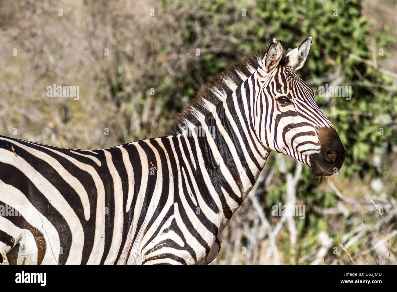In kenyas hi-res stock photography and images - Alamy