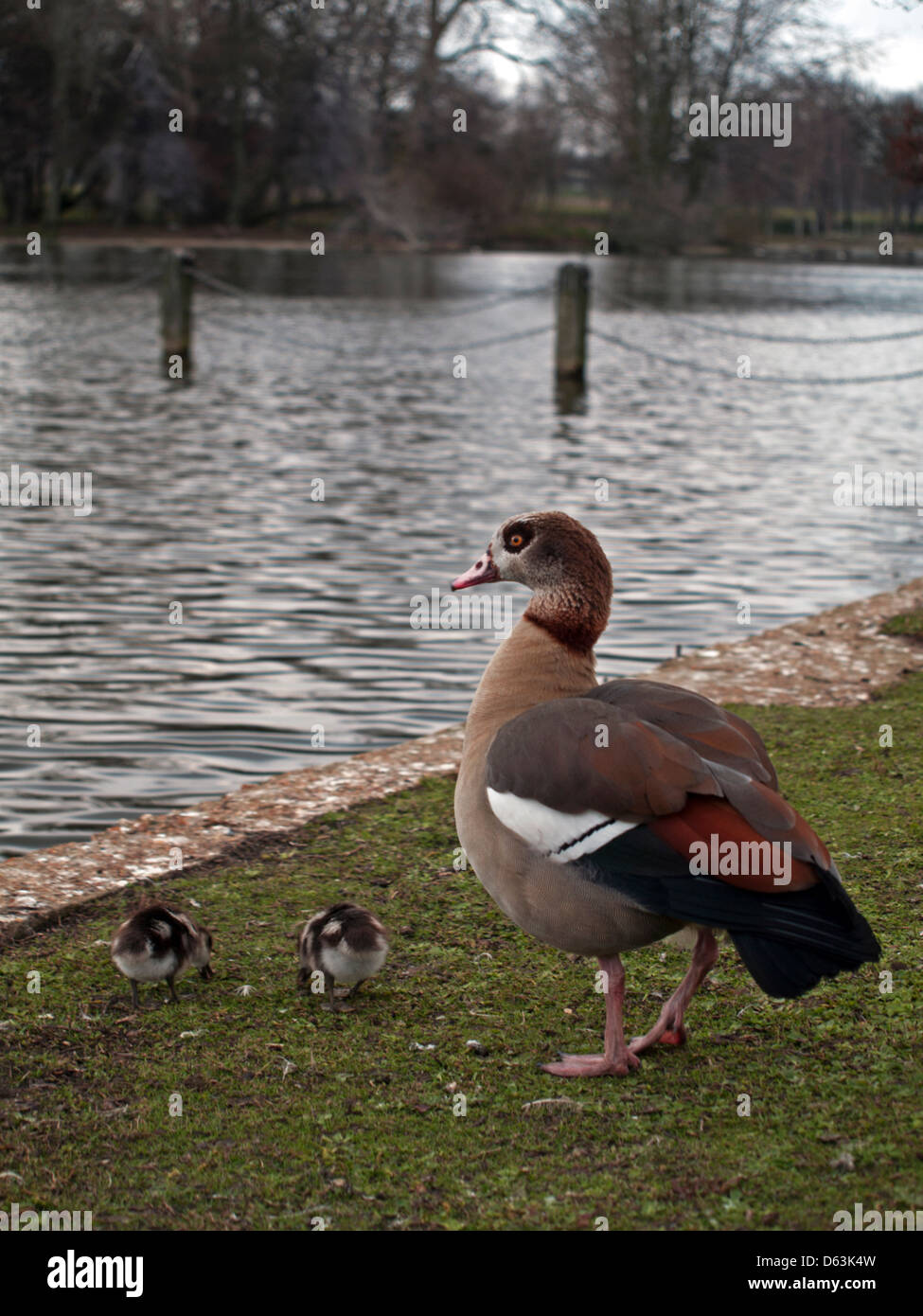 Adult female duck with ducklings in Regent's Park showing lake, London ...