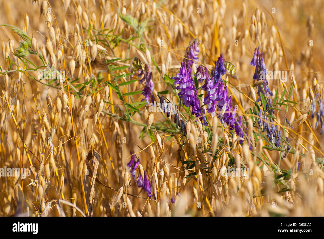 Vetch Field High Resolution Stock Photography and Images - Alamy