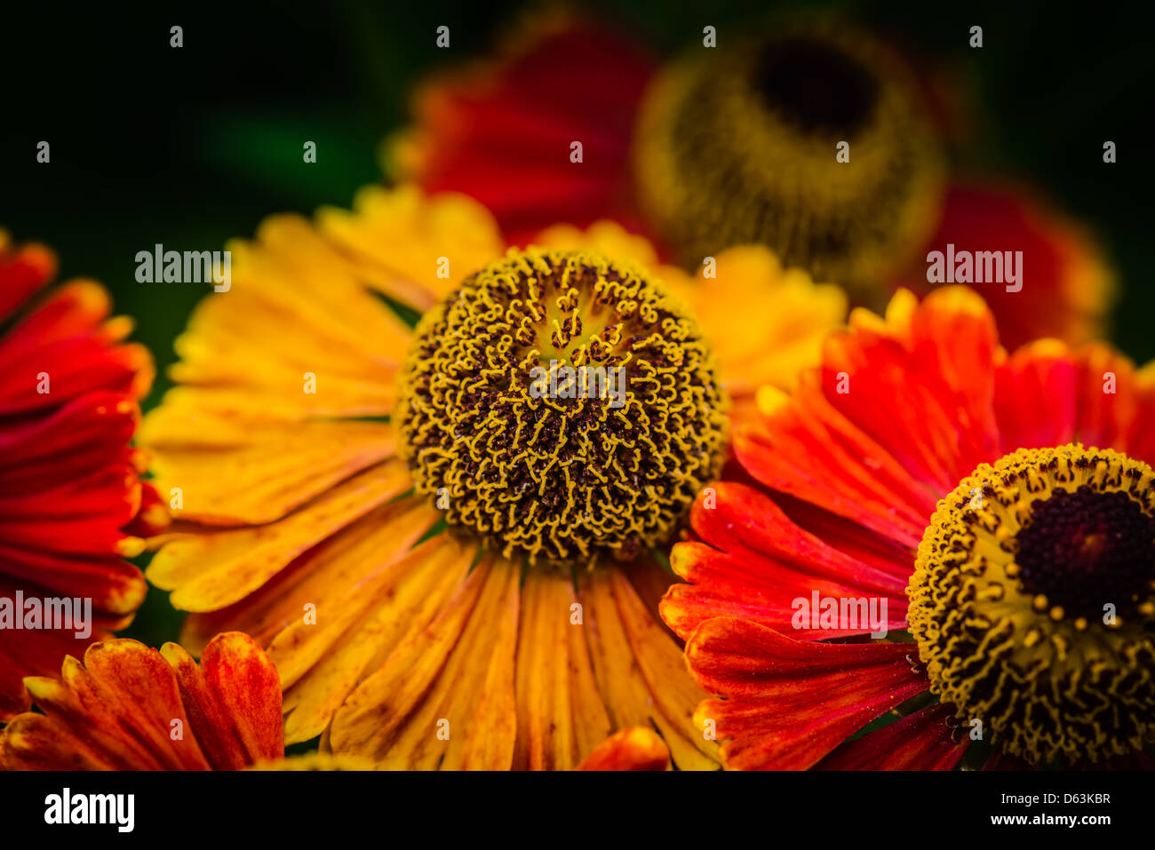 Yellow and red flower in the garden Stock Photo - Alamy