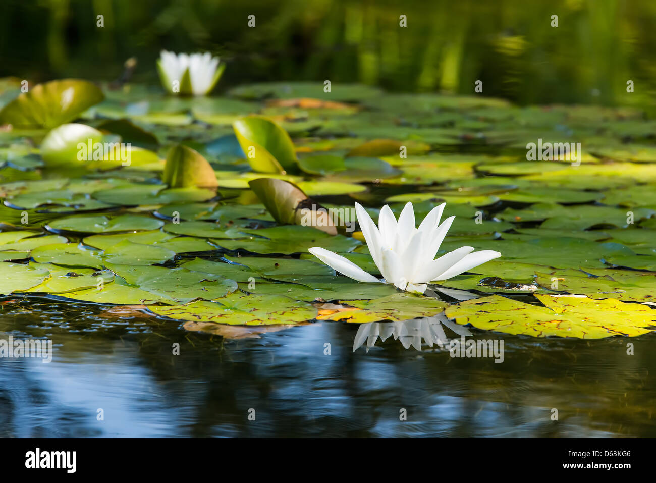 Floating lily hi-res stock photography and images - Alamy