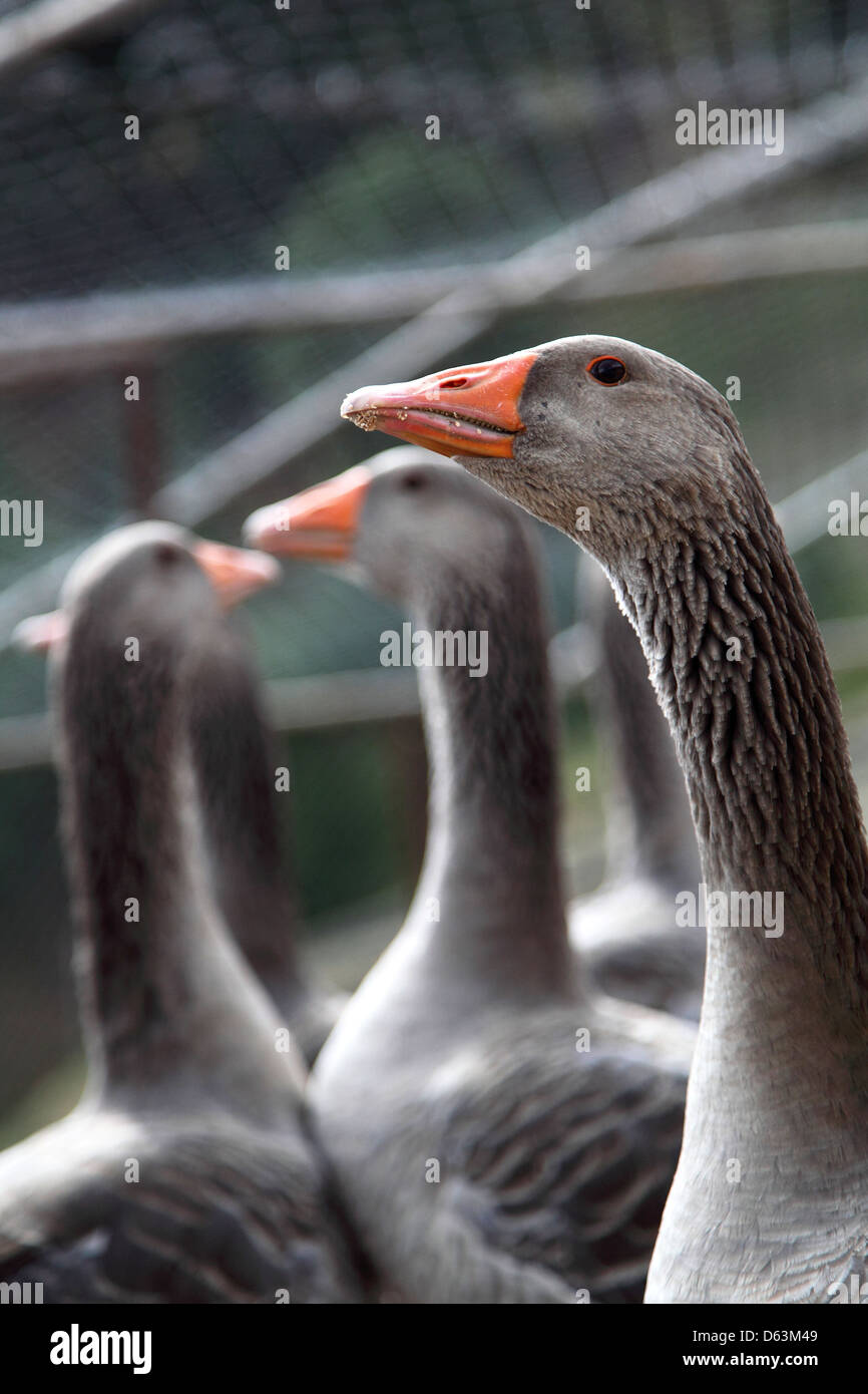 Geese side profile hi-res stock photography and images - Alamy