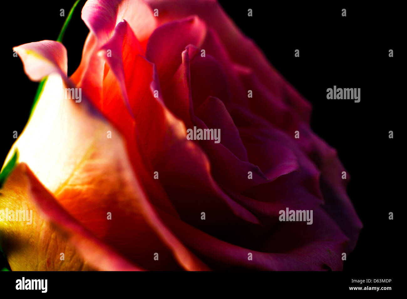 PINK SINGLE ROSE Stock Photo - Alamy