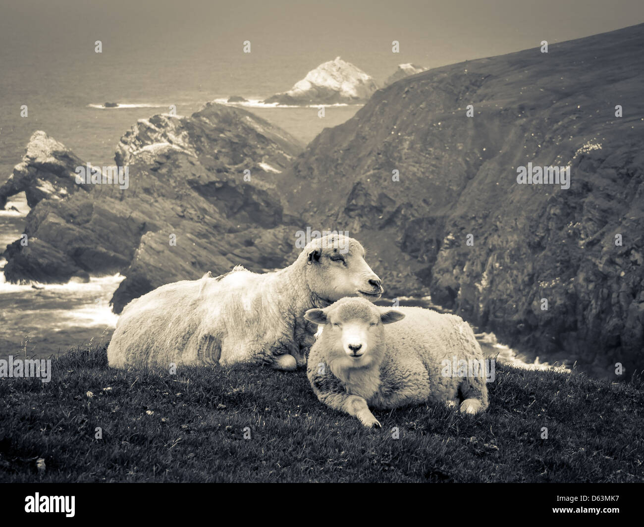 Two sheep resting on grass above cliffs in Hermaness Nature Reserve in ...
