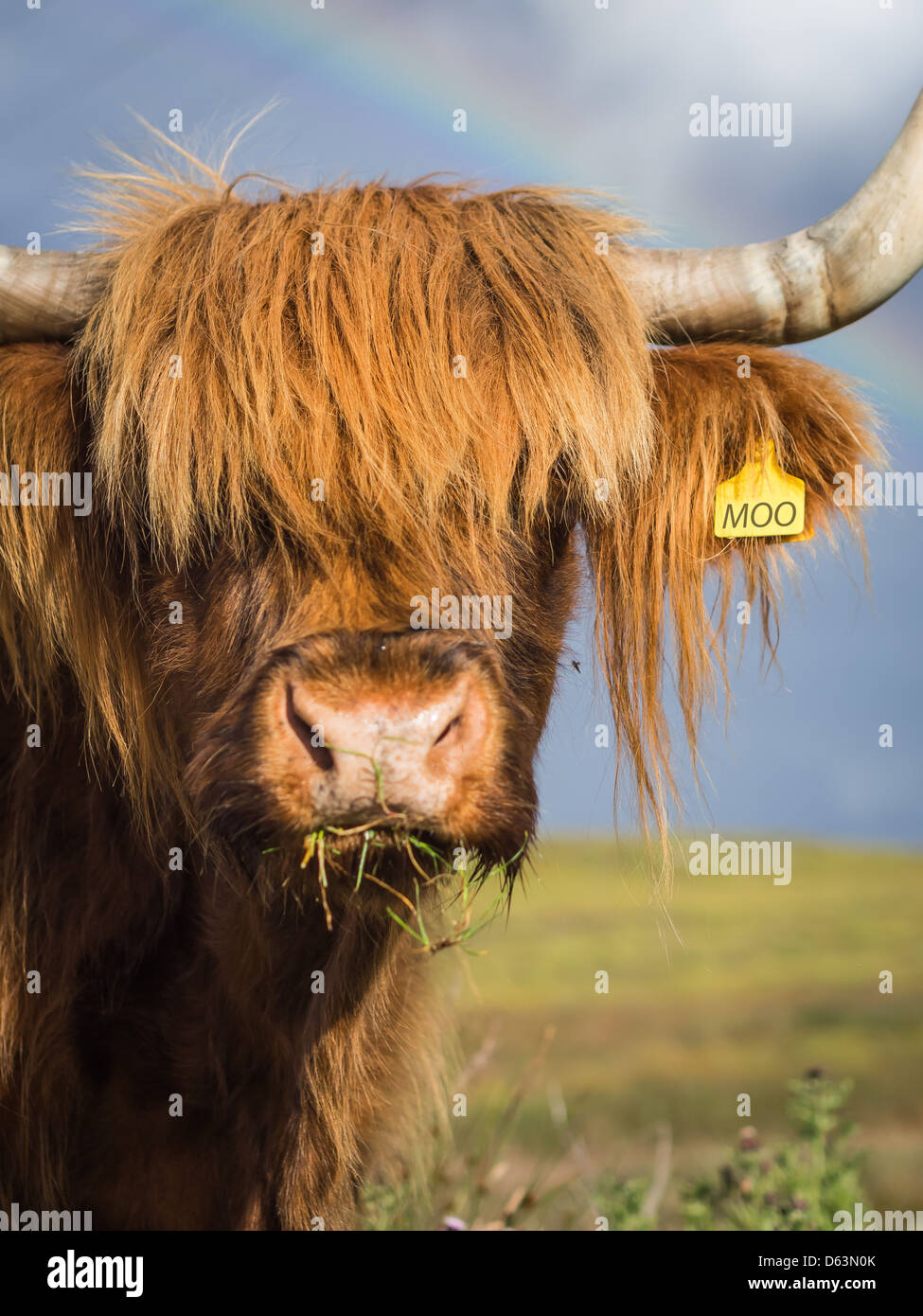 Close up portrait of a highland cow in sunshine Stock Photo - Alamy