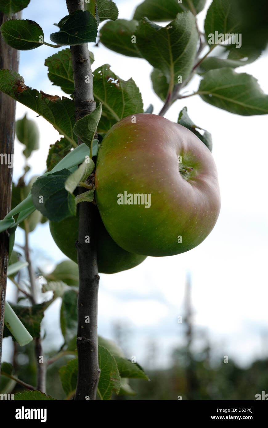 Apples growing on trees in Kent, England, Britain, UK Stock Photo - Alamy