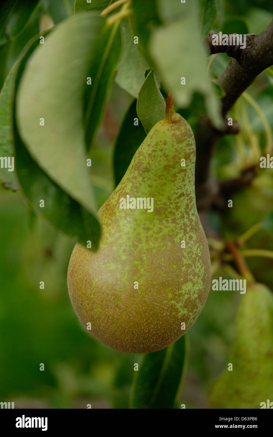 Uk england kent cobham farming trees agriculture pear orchard hi-res ...