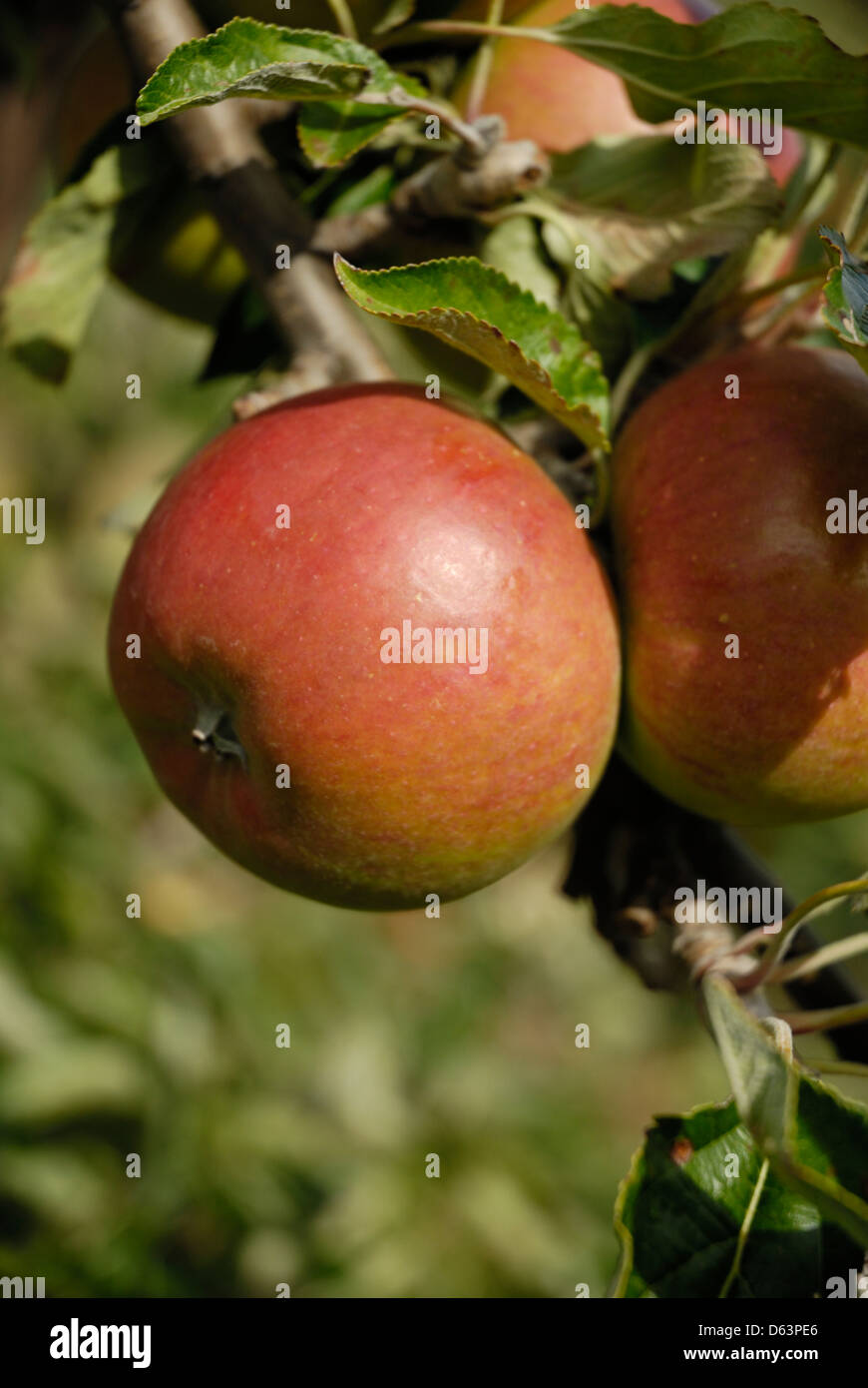 Apples growing on branch of tree in Cobham, Kent, England, Britain, UK ...