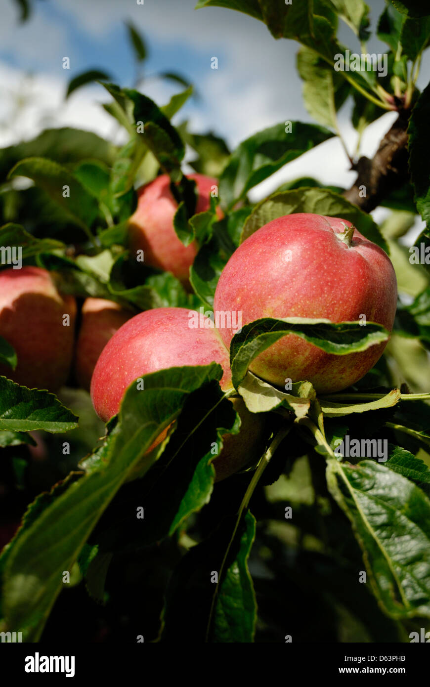 Apples growing on branch of tree in Cobham, Kent, England, Britain, UK ...