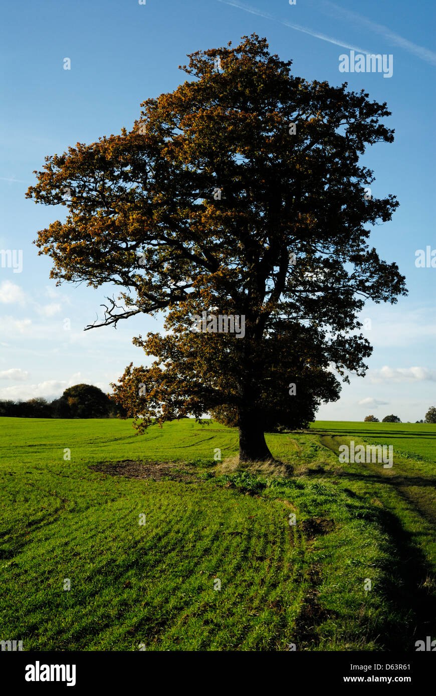 Essex rural scene, farmland with single oak tree in autumn/fall ...