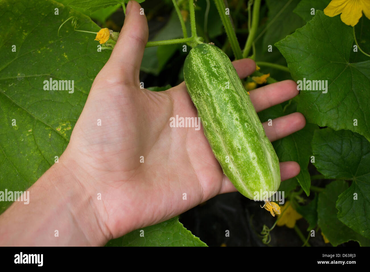 Cucumber in a man's hand 4143 Stock Photo - Alamy