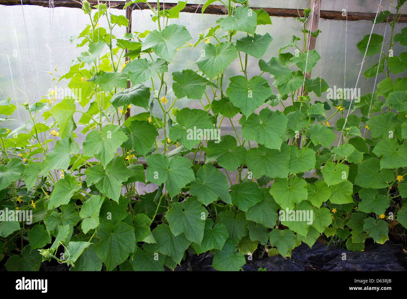 Cucumbers in a greenhouse 4151 Stock Photo - Alamy