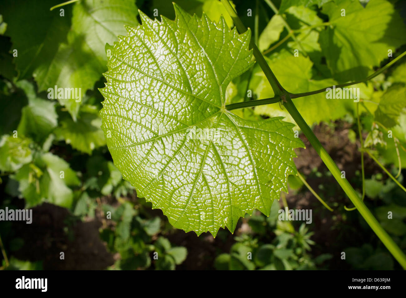 Shadow Vine High Resolution Stock Photography and Images - Alamy