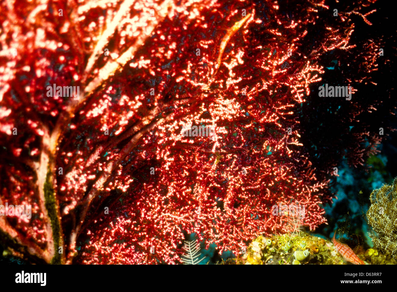 Long Nose Hawk Fish High Resolution Stock Photography and Images - Alamy